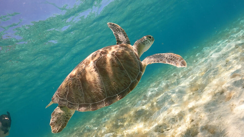 St Thomas Activities & Experiences | Frenchman's Reef
